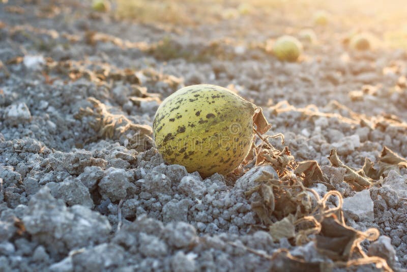 Baby Melon Sunny Day on the Ground Stock Photo - Image of good, baby ...
