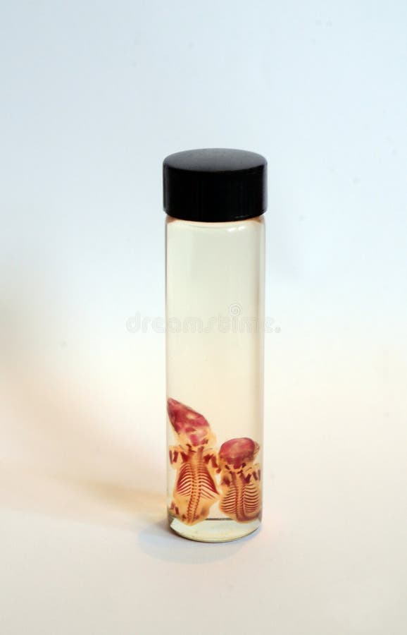Mice Embryos in Scientific Vial for Research Stock Photo - Image of ...