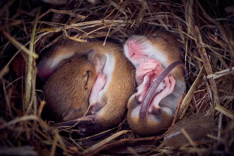 Baby Mice Sleeping in Nest in Funny Position Stock Image - Image of ...