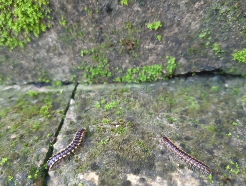 Baby Millipede on a Rock Covered in Moss Stock Image - Image of grass ...