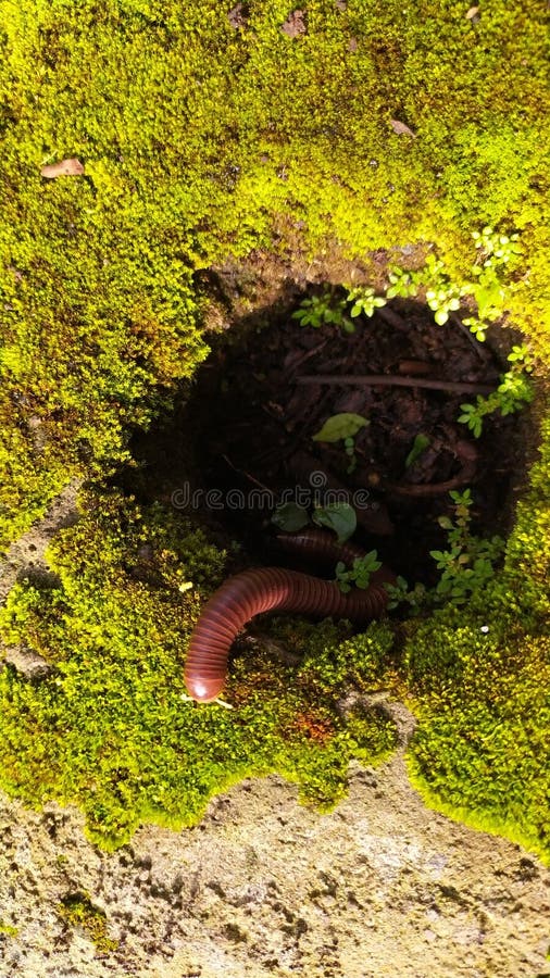 Baby Millipedes Stock Photos - Free & Royalty-Free Stock Photos from ...