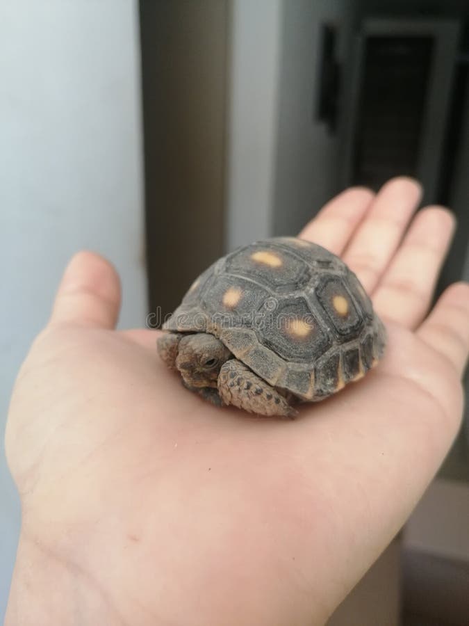 Tortuga Mini Stock Photos - Free & Royalty-Free Stock Photos from ...