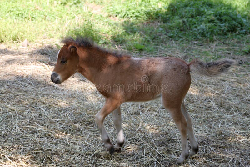 Baby Miniature Horse Standing by Mother`s Head Stock Photo - Image of ...