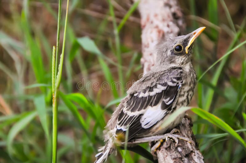 Northern Mockingbird Baby