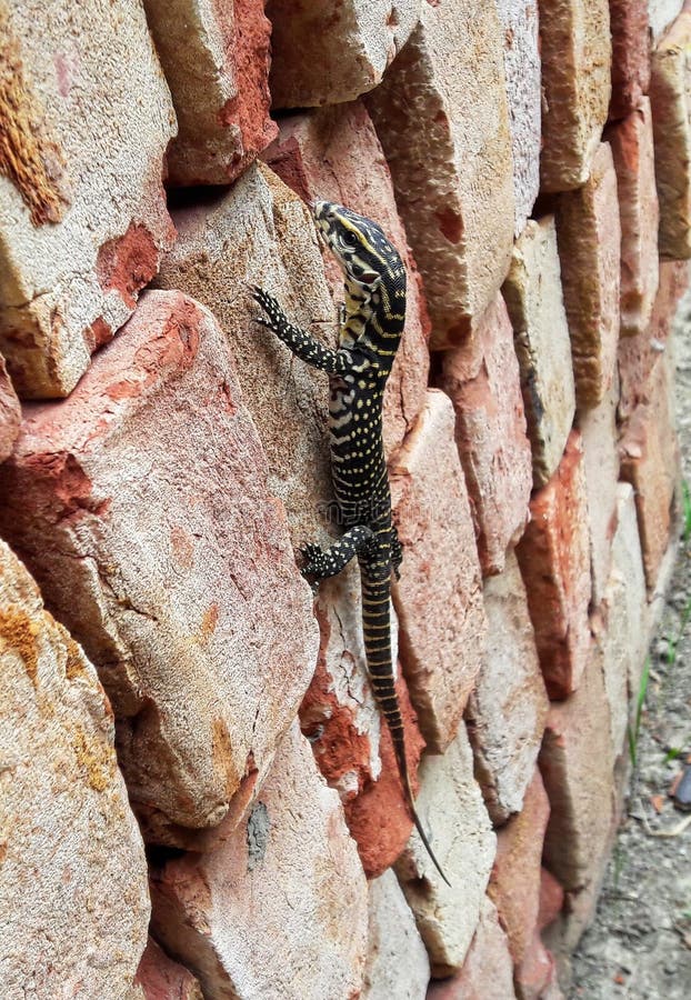 Baby monitor lizard. stock image. Image of reptile, wildlife - 195612021
