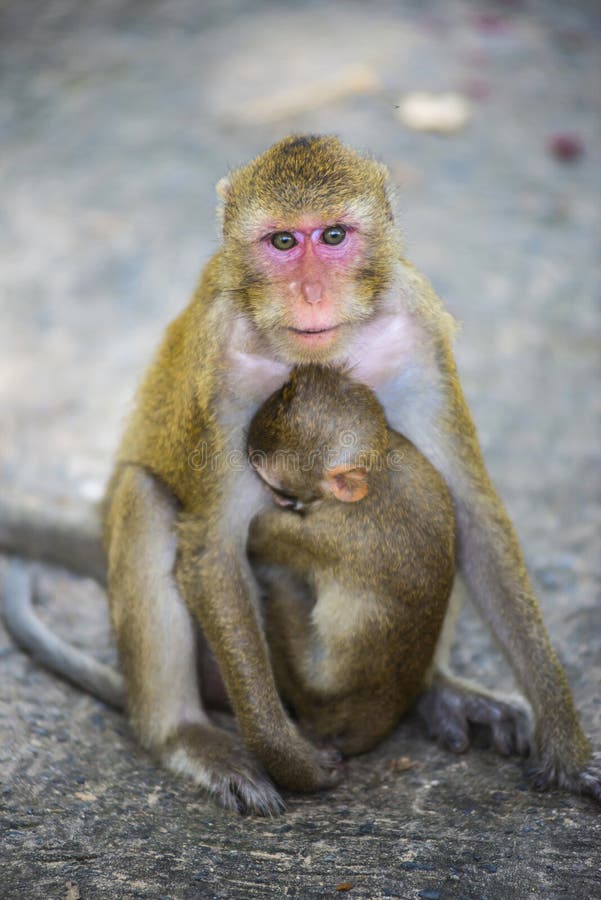 Baby Monkey in the Arms of His Mother Stock Image - Image of relations ...