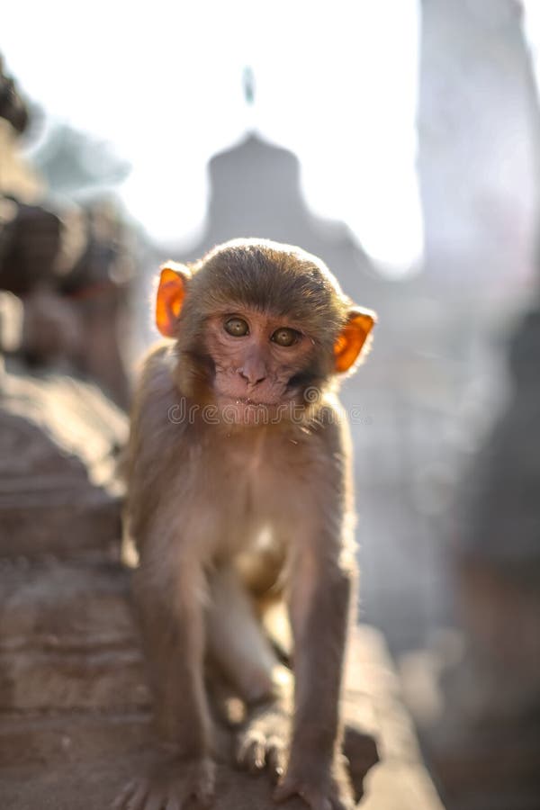 Baby monkey stock image. Image of animal, asia, monkey - 133327777