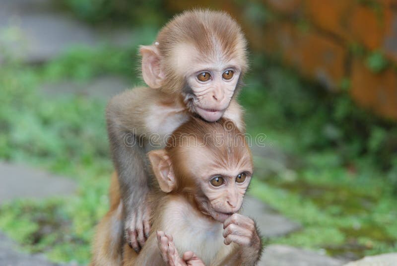 Baby Monkey Buddies stock image. Image of travel, asia - 10330345