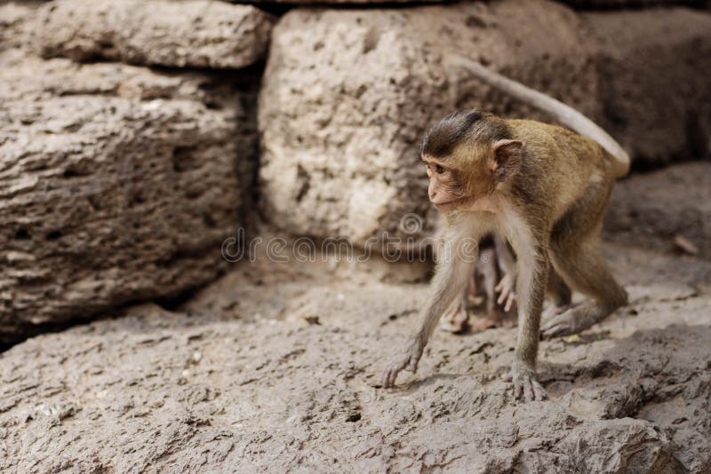 Baby monkey on building. stock photo. Image of architecture - 112448104
