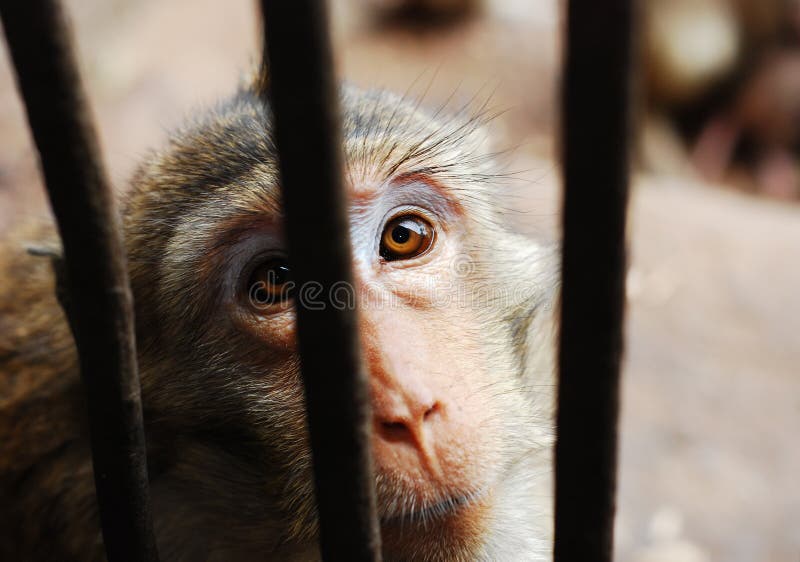 The baby Monkey stock image. Image of mammal, small, hand - 90648189