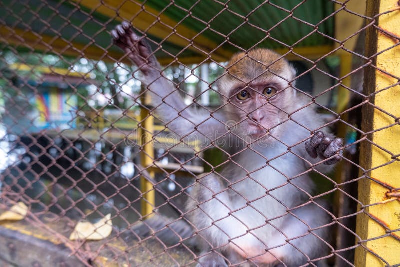 A Baby Monkey in a Cage Looks Sad and Alone Stock Photo - Image of hair ...