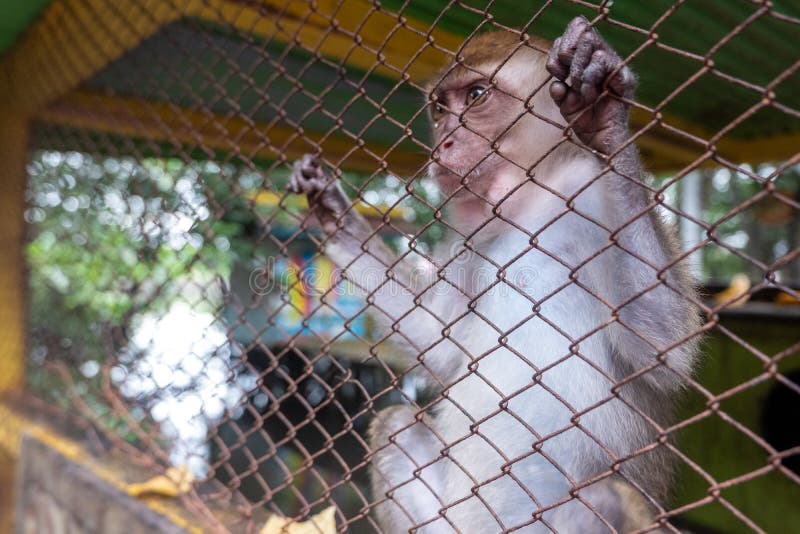 A Baby Monkey in a Cage Looks Sad and Alone Stock Photo - Image of look ...