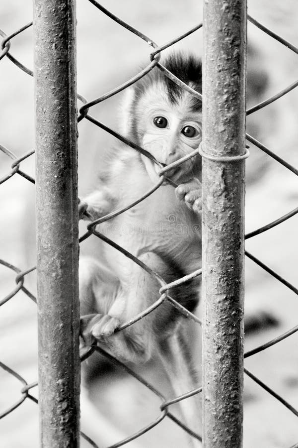 706 Baby Monkey Cage Photos - Free & Royalty-Free Stock Photos from ...
