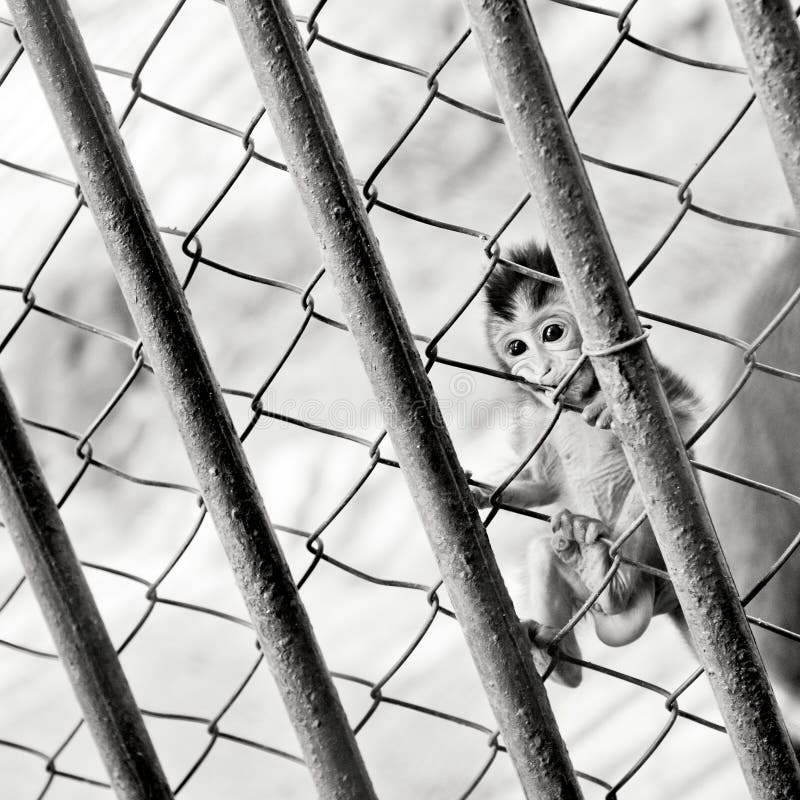 706 Baby Monkey Cage Photos - Free & Royalty-Free Stock Photos from ...