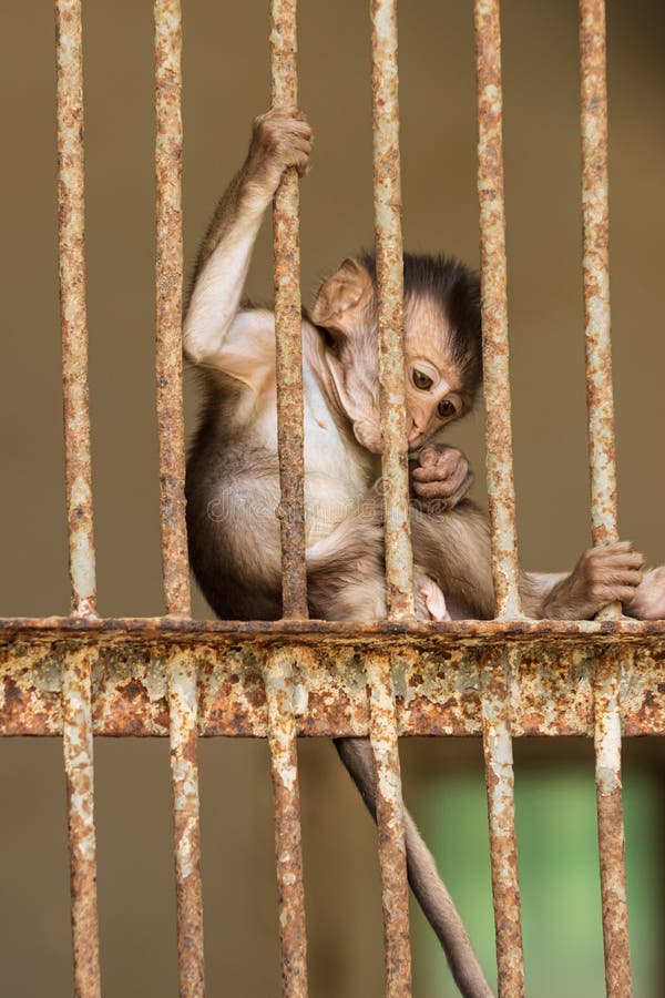 Baby Monkey in a Cage in a Nursery Stock Photo - Image of monkey, care ...