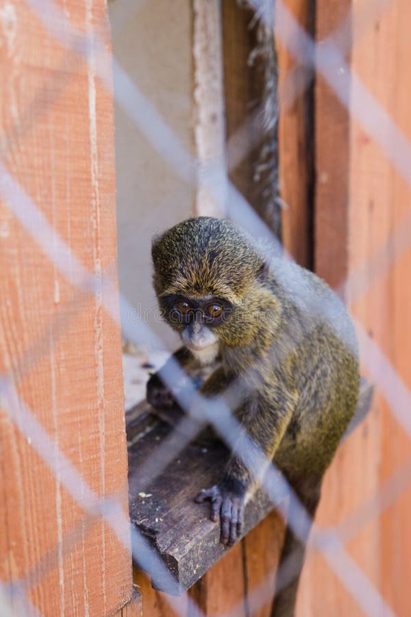 Baby monkey in cage in zoo stock image. Image of hands - 97943053