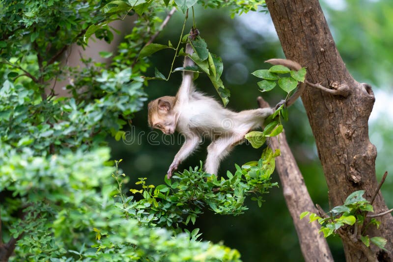 A Baby Monkey Sits on a Ratchaphruek Tree in a Tropical Forest Stock ...