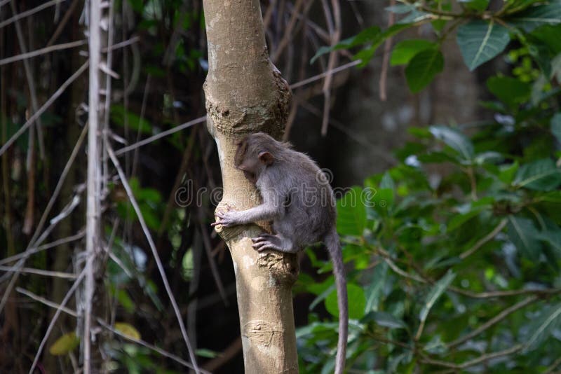 Baby Monkey Climbing the Green Tree in the Jungle Stock Image - Image ...