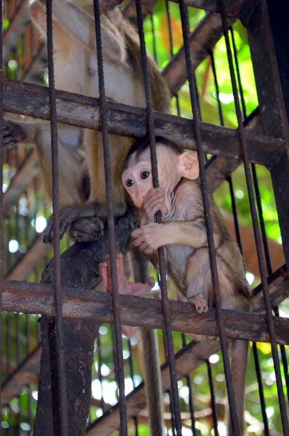 Baby Monkey stock image. Image of food, alone, fingers - 74372065