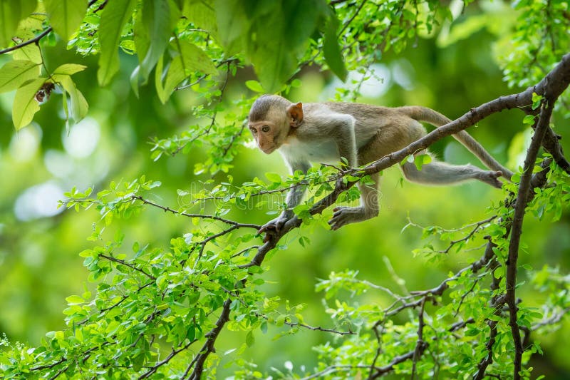 A Baby Monkey Sits on a Ratchaphruek Tree in a Tropical Forest Stock ...