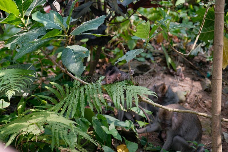 Baby Monkey Clinging To Tree Leaves in Ubud S Monkey Forest Stock Image ...