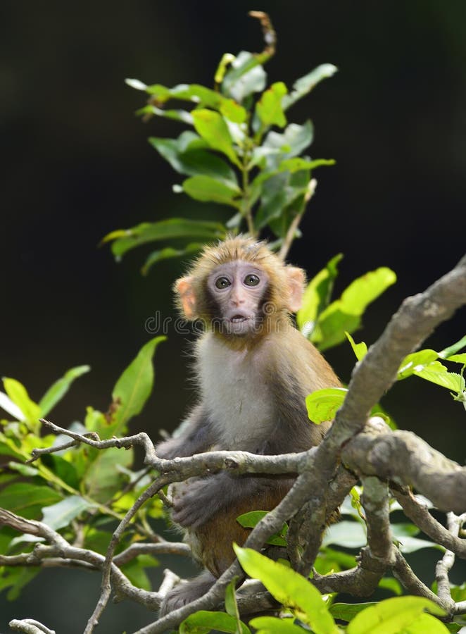 Baby Monkey stock image. Image of wild, eyes, tree, green - 35385137