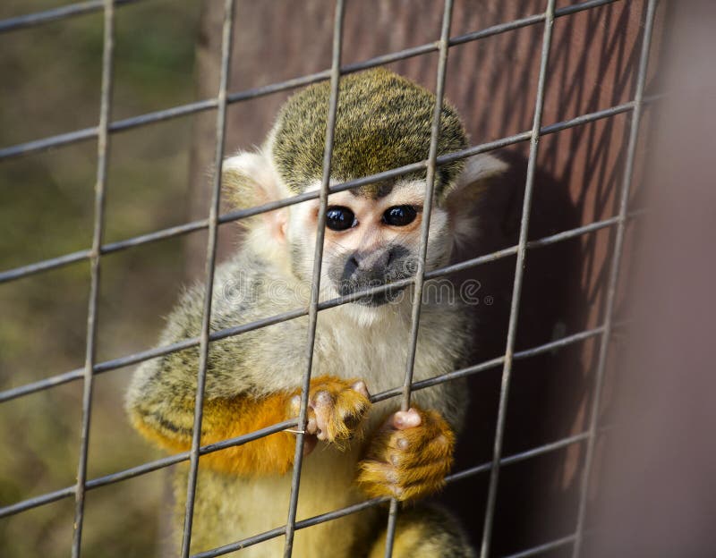 Baby Monkey stock image. Image of stare, close, safari - 82322995