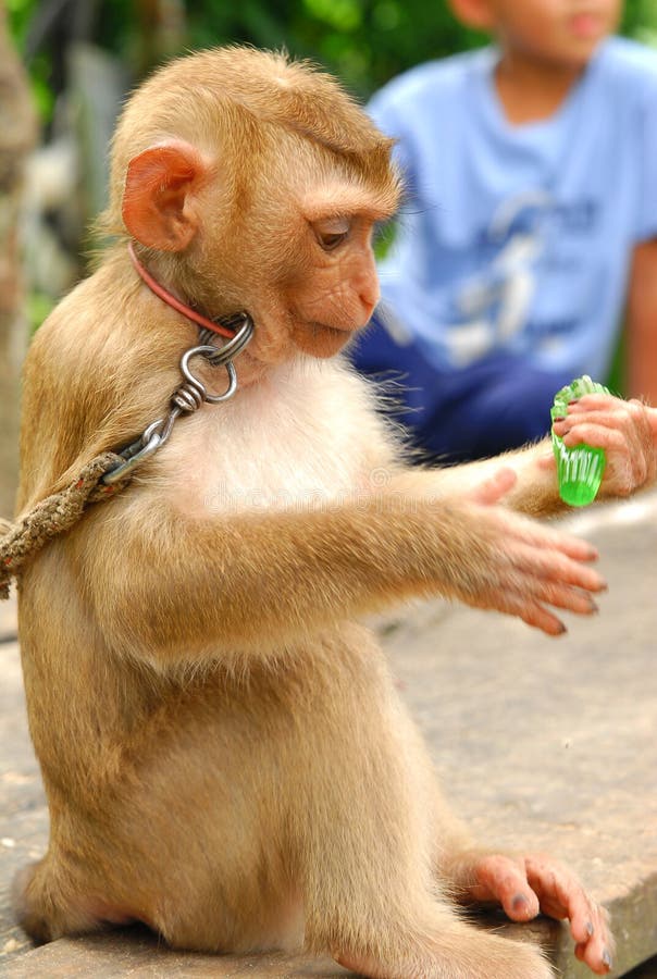 Baby monkey eat jelly stock photo. Image of baby, monkey - 61182604
