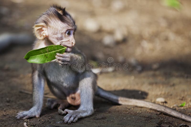 Baby monkey eating leaf stock image. Image of primates - 72038247