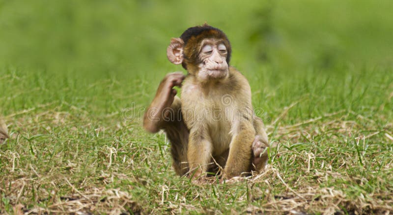 Monkey Scratch stock photo. Image of kathmandu, scratching - 10366860