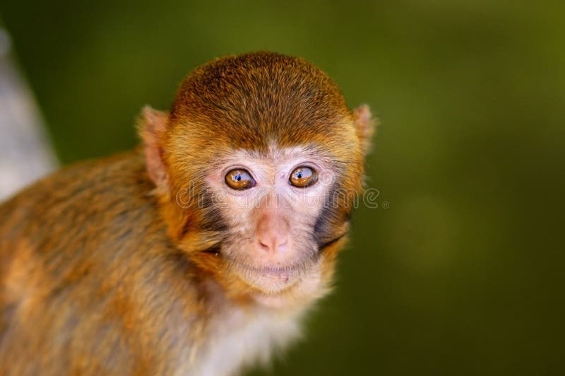 Baby monkey face stock image. Image of monkey, close - 63438951