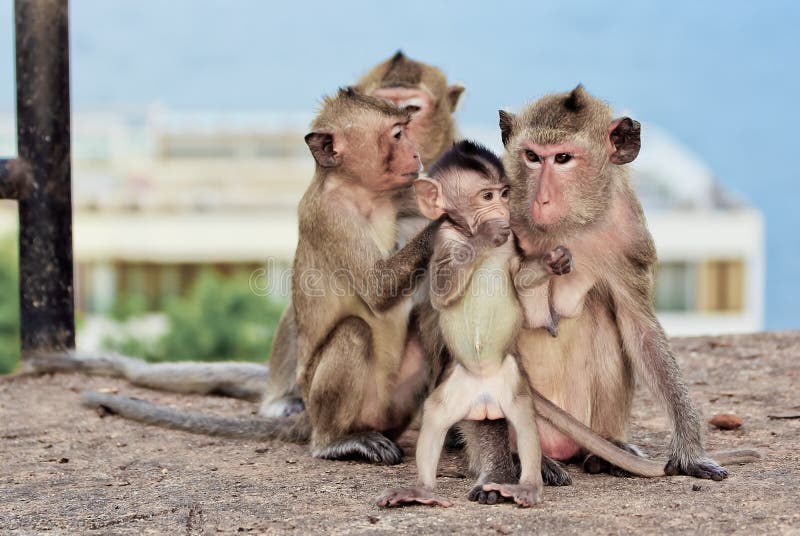 Baby monkey and Family stock image. Image of lounge, captive - 30891653