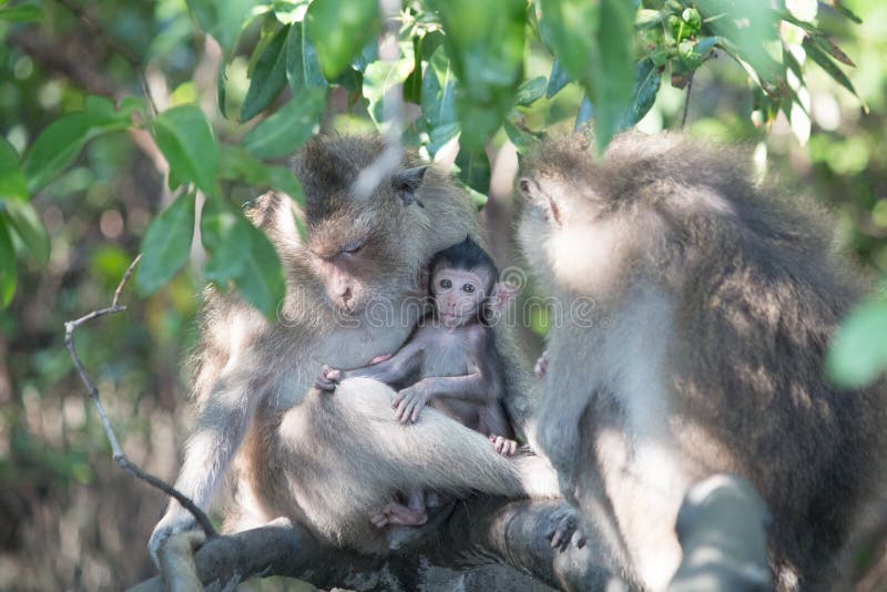 Baby Monkey with Family stock photo. Image of little - 41015754
