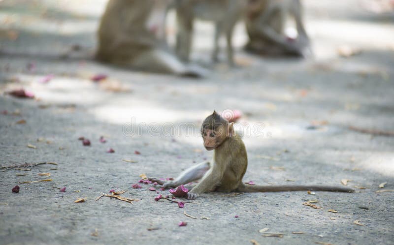 A Baby Monkey on the Ground Alone Stock Image - Image of lone, alone ...