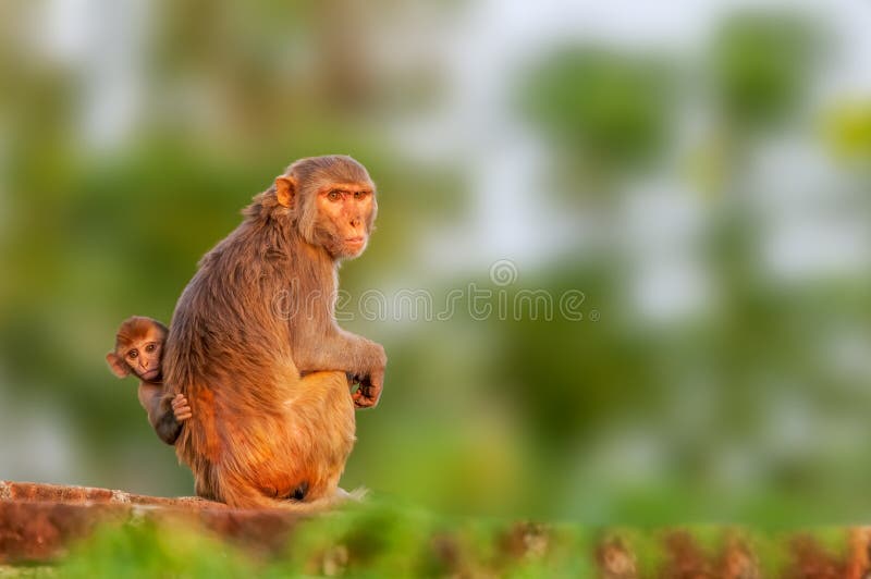 Monkey or Rhesus macaques stock image. Image of wildlife - 170357147