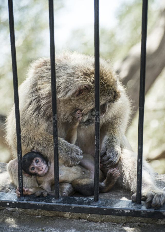 Baby monkey stock photo. Image of care, india, wildlife - 137991182
