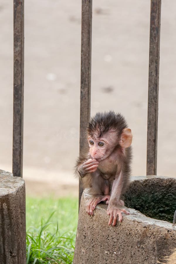 Baby Monkey Holding Hand To Face in Lopburi Stock Photo - Image of next ...