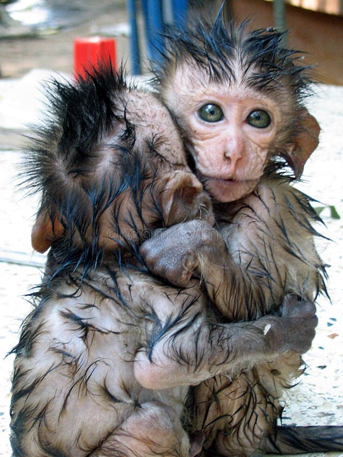Baby monkey hug stock photo. Image of wonderful, cute - 74676924