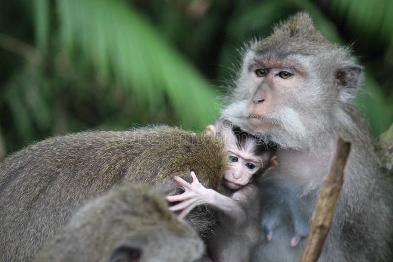 Baby Monkey with Its Mother Stock Photo - Image of puppy, monkeys: 56571316