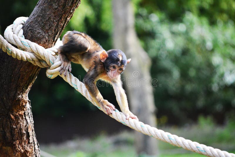 Baby monkey stock photo. Image of baby, fall, monkey - 76104158