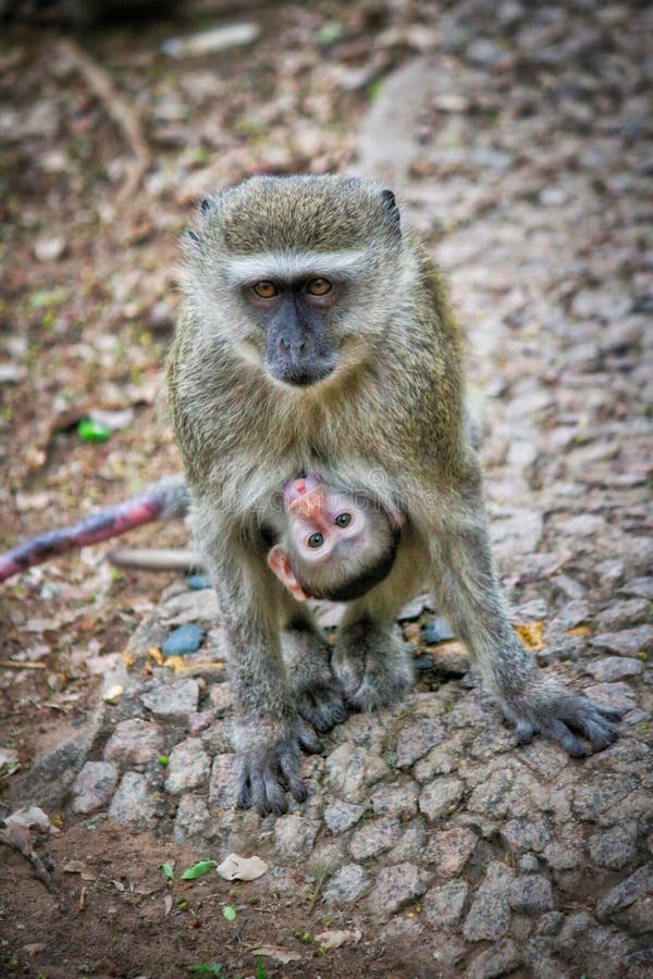 Monkey carrying her baby stock image. Image of carrying - 110748897