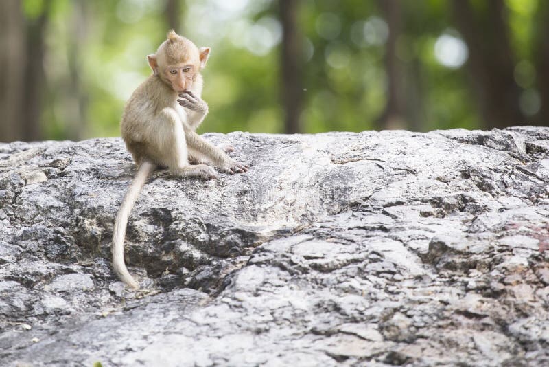 Baby Monkey Looking Down Something. Stock Photo - Image of cute ...