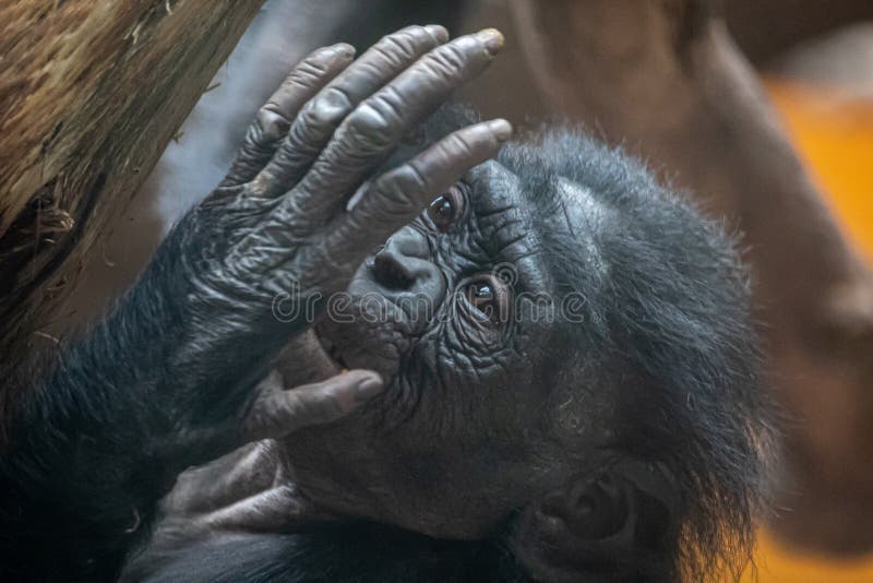 A Baby Monkey Looking at Its Hand Stock Photo - Image of hair, primate ...