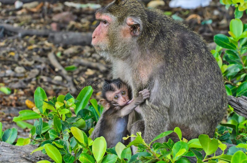 Baby Monkey Macaque Breastfeeding Stock Image - Image of rural, primate ...