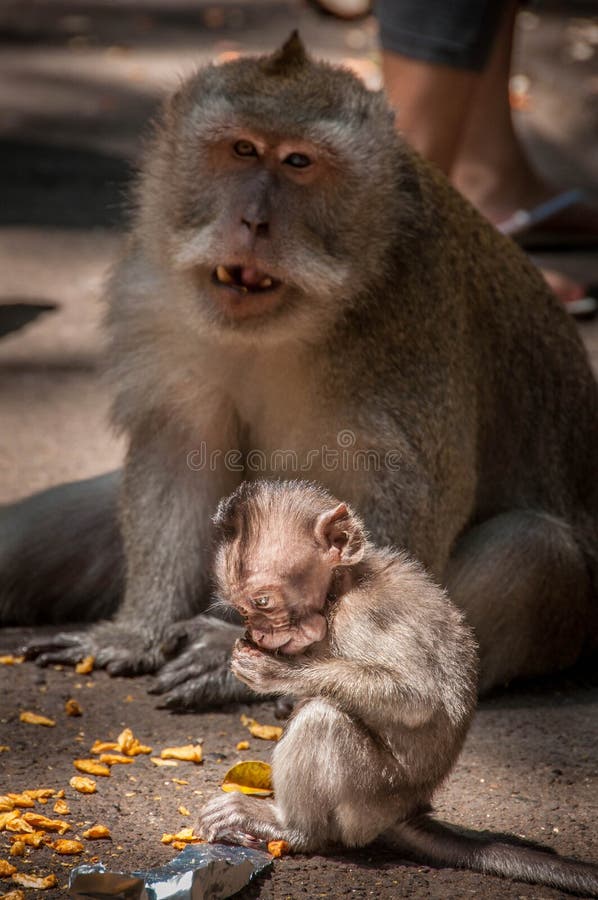 Baby Monkey Mama Eating Stock Photos - Free & Royalty-Free Stock Photos ...
