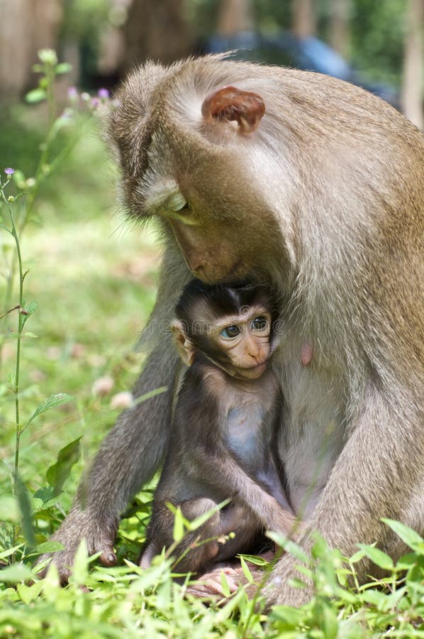 Macaque baby hugging mom stock image. Image of hanging - 11760901