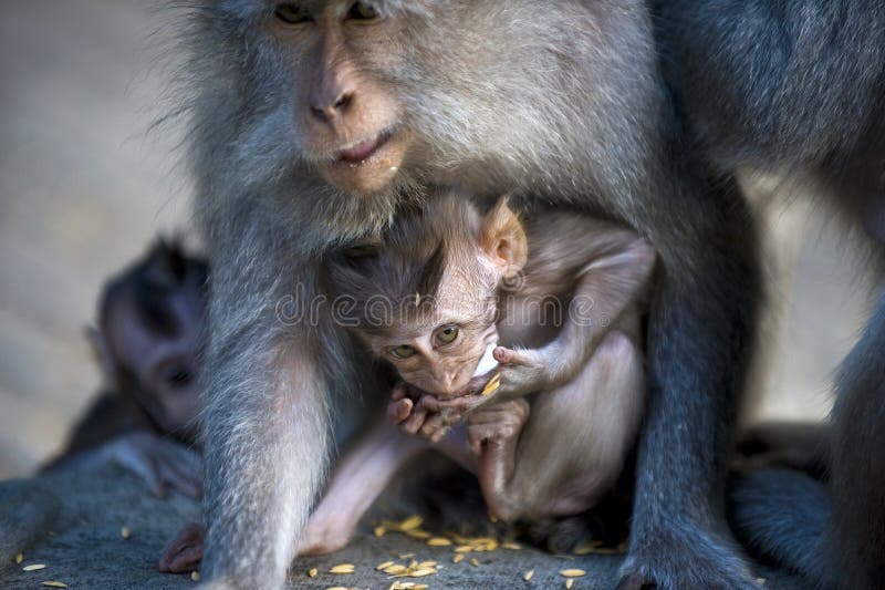 Baby Monkey with Mother (Mom) Stock Photo - Image of humanlike, cute ...