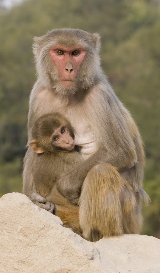 Baby monkey with mother stock image. Image of monkey - 17611301
