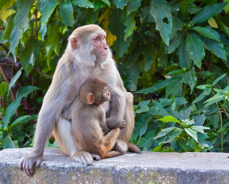 Baby Monkey with Mother stock image. Image of portrait - 20641803