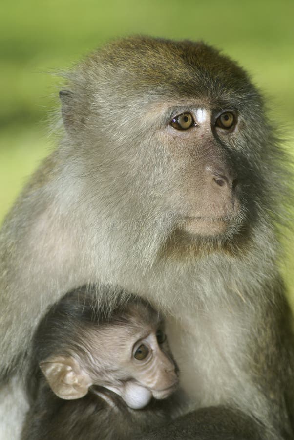 Baby monkey with mother stock image. Image of monkey, tailed - 3809357